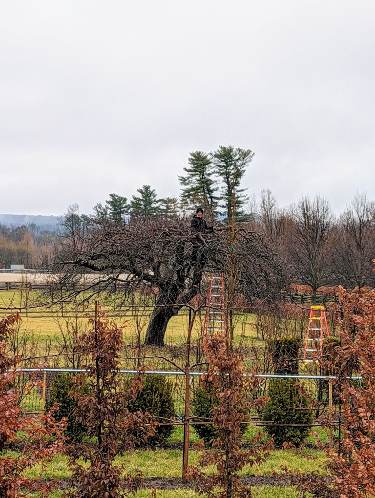 Pruning Time for My Apple Trees - The Martha Stewart Blog