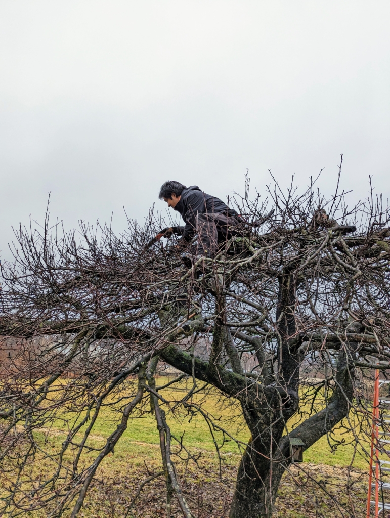 The Martha Stewart Blog : Blog Archive Pruning Time for My Apple Trees ...