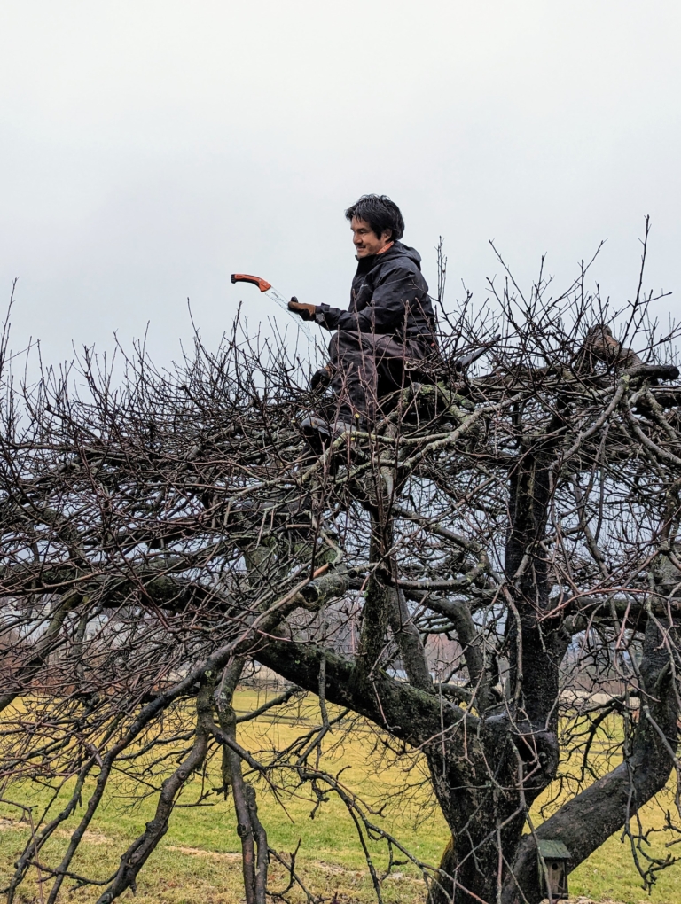 The Martha Stewart Blog : Blog Archive Pruning Time for My Apple Trees ...