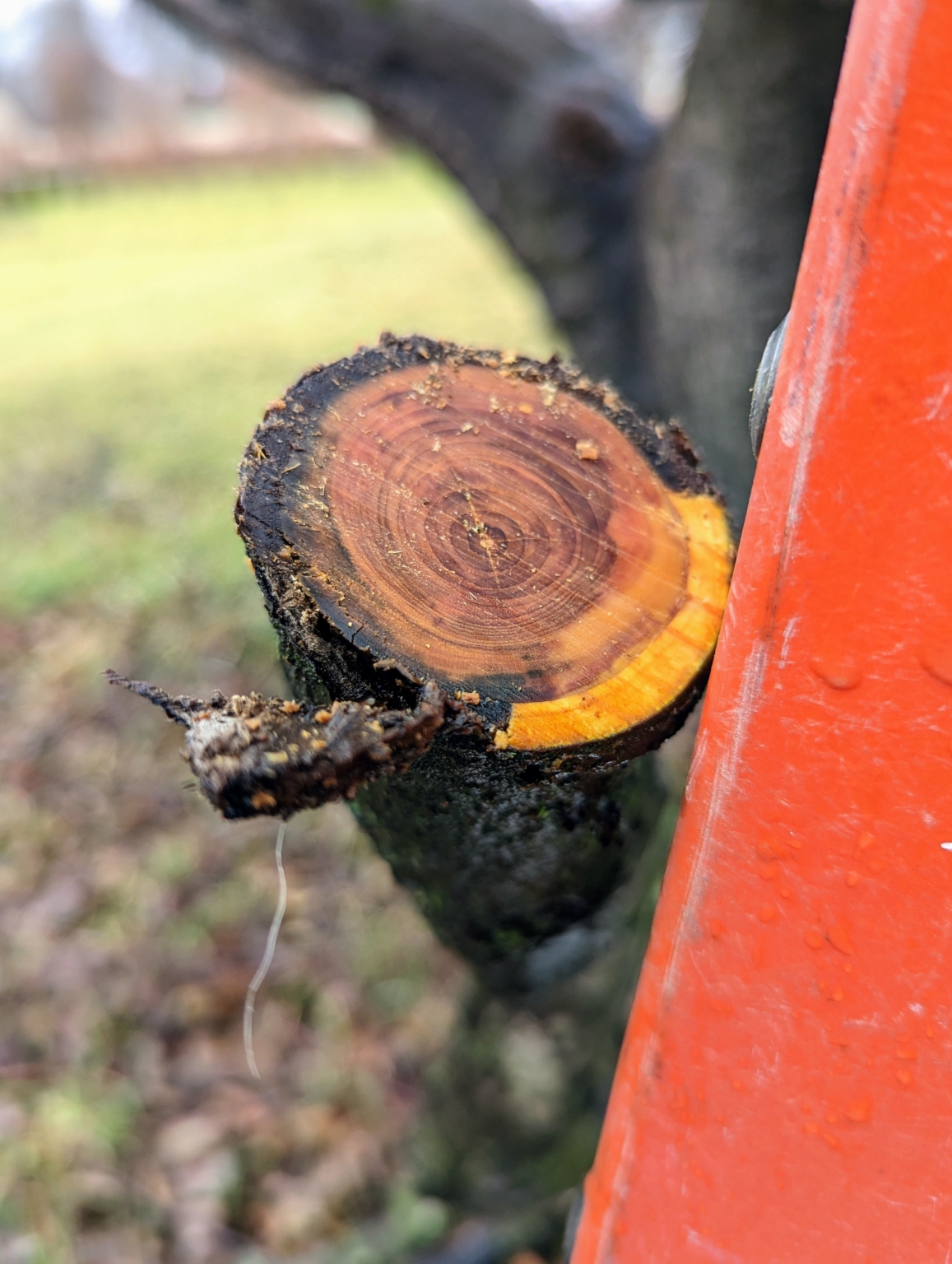Pruning Time for My Apple Trees - The Martha Stewart Blog