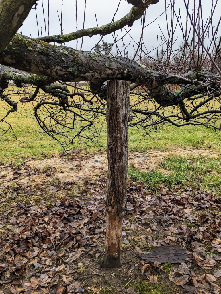 The Martha Stewart Blog : Blog Archive Pruning Time for My Apple Trees ...