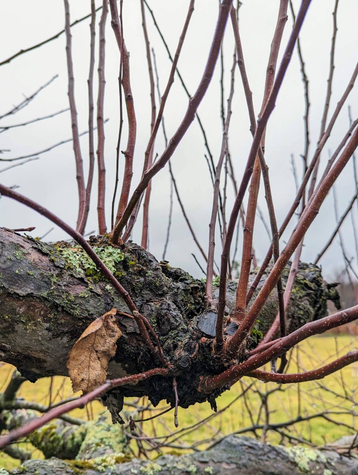 The Martha Stewart Blog : Blog Archive Pruning Time for My Apple Trees ...