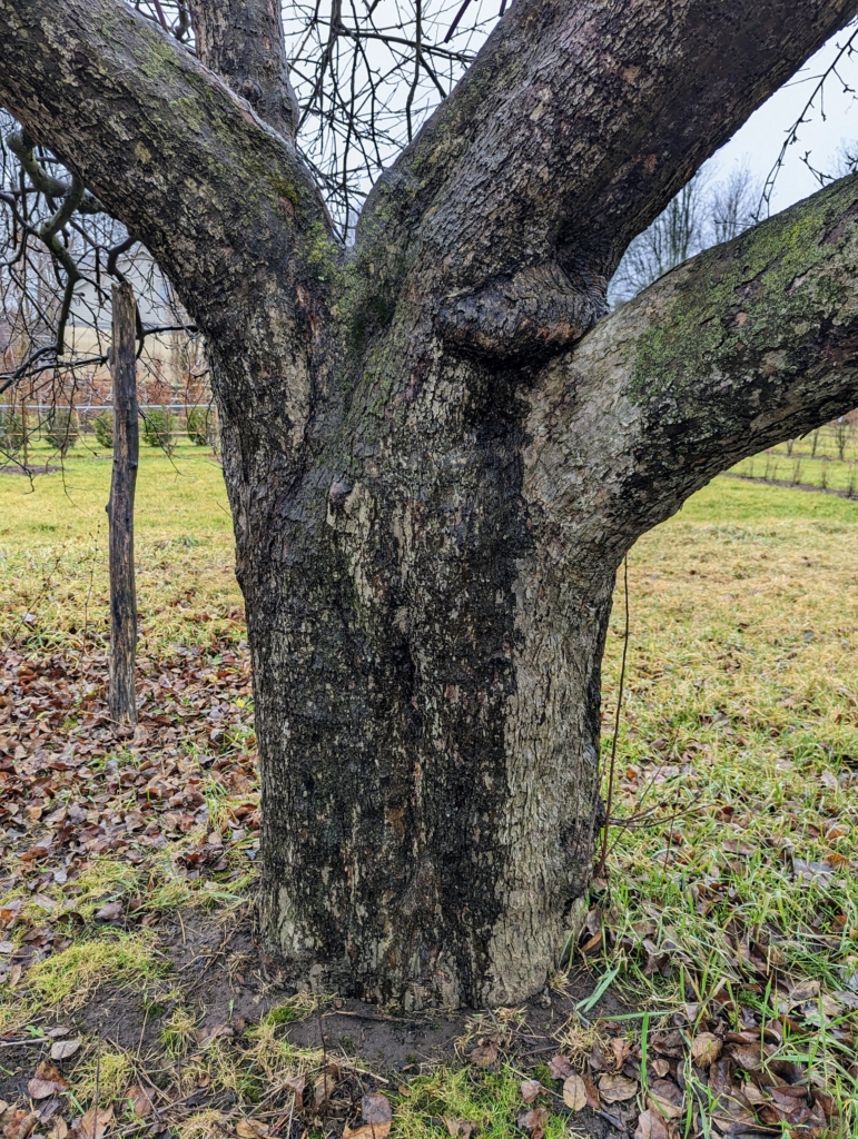 Pruning Time for My Apple Trees - The Martha Stewart Blog