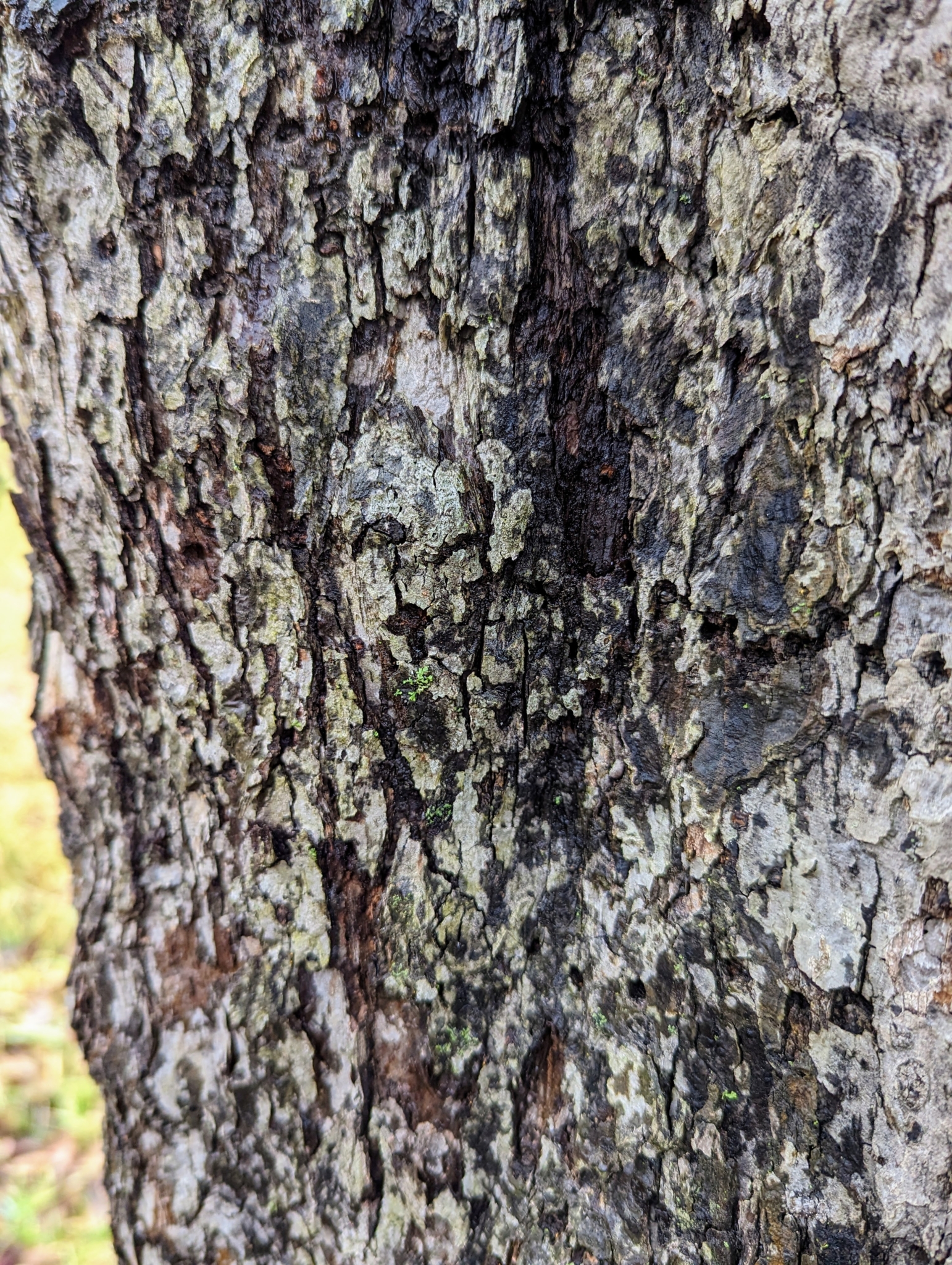 Pruning Time for My Apple Trees - The Martha Stewart Blog