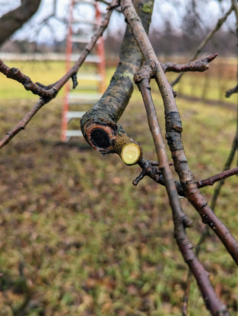 Pruning Time for My Apple Trees - The Martha Stewart Blog