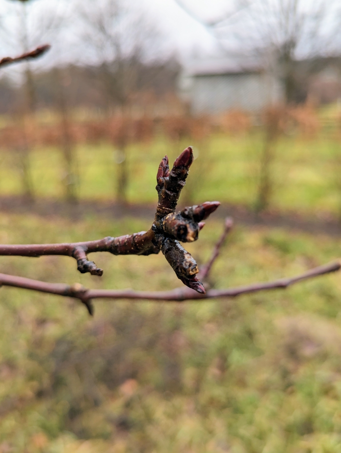 Pruning Time for My Apple Trees - The Martha Stewart Blog