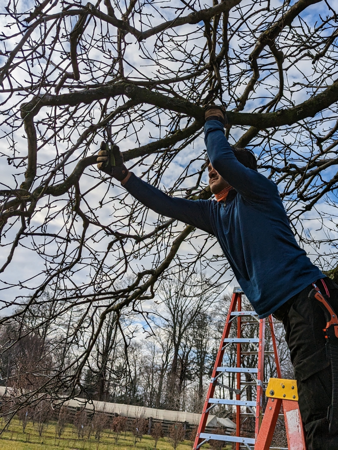 Pruning Time for My Apple Trees - The Martha Stewart Blog