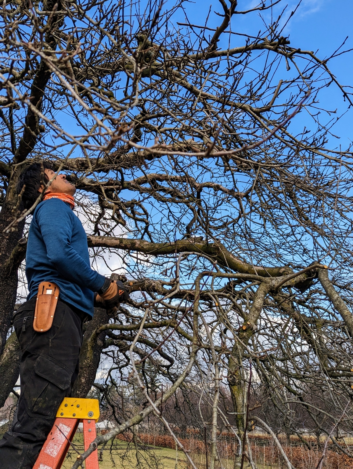 Pruning Time for My Apple Trees - The Martha Stewart Blog