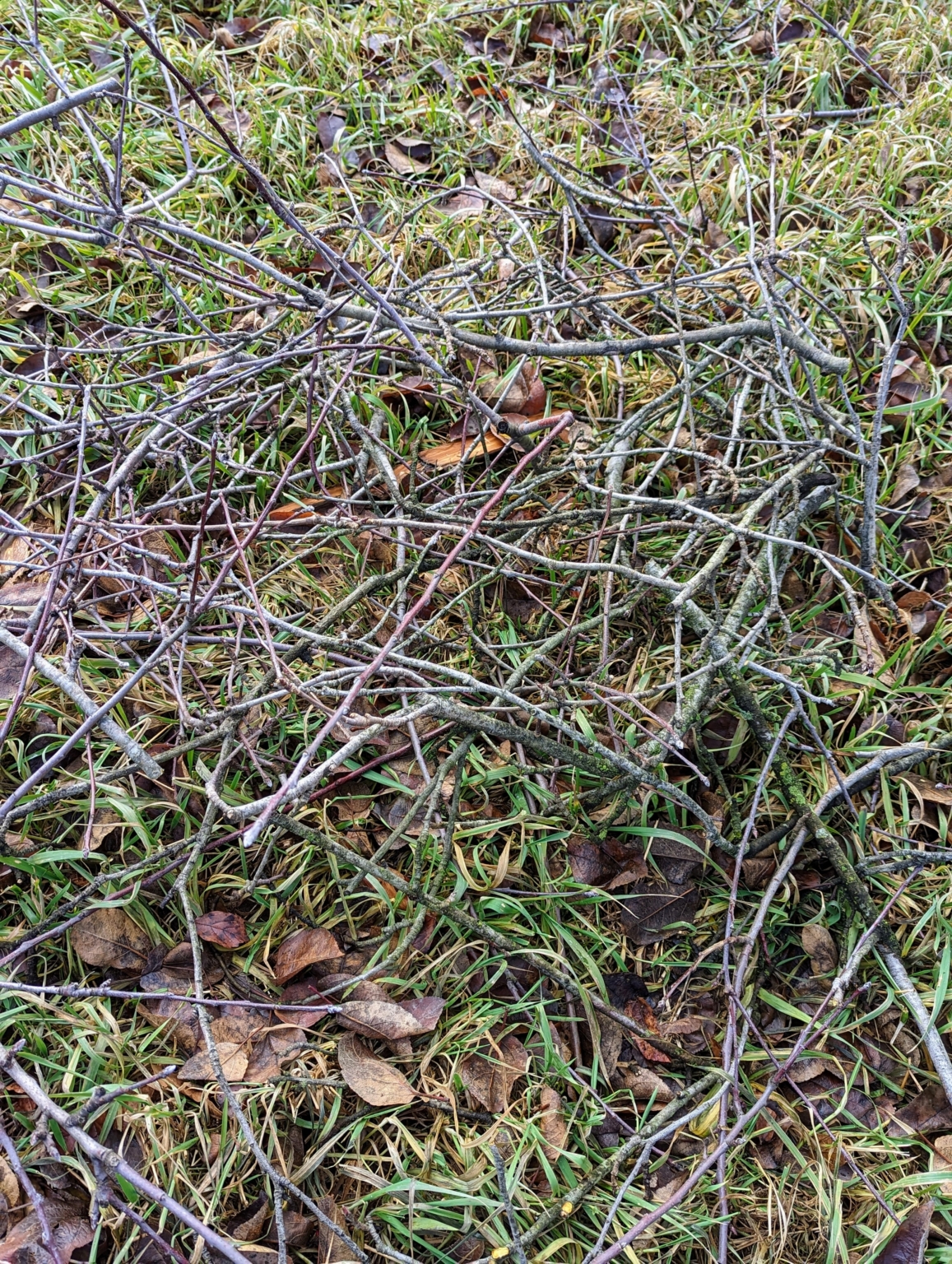 Pruning Time for My Apple Trees - The Martha Stewart Blog