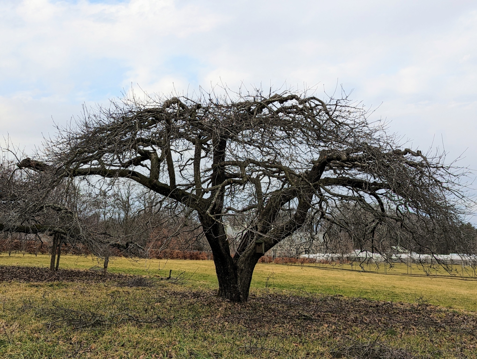 Pruning Time for My Apple Trees - The Martha Stewart Blog