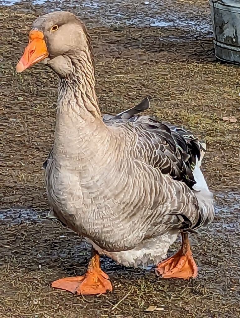 My Geese in the Rain - The Martha Stewart Blog