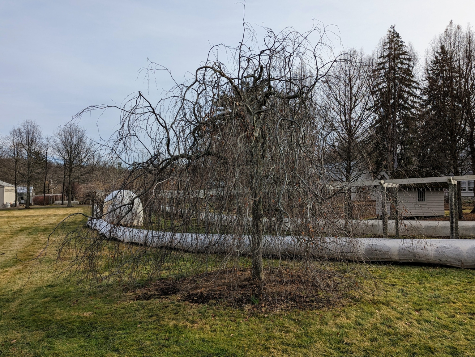 A Look at the Deciduous and Evergreen Trees at My Farm - The Martha ...