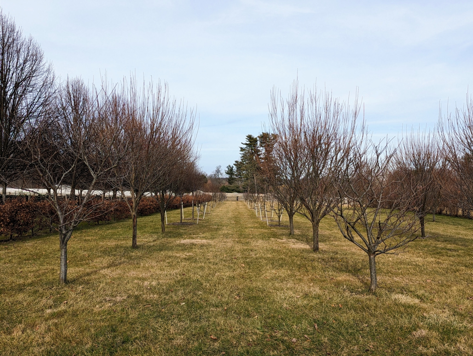 A Look at the Deciduous and Evergreen Trees at My Farm - The Martha ...