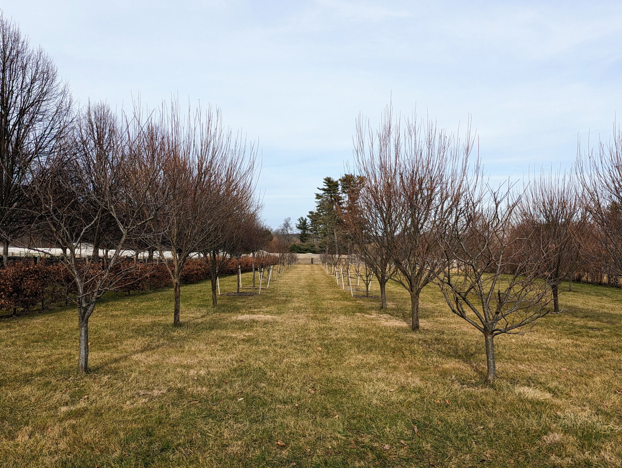 A Look at the Deciduous and Evergreen Trees at My Farm - The Martha ...