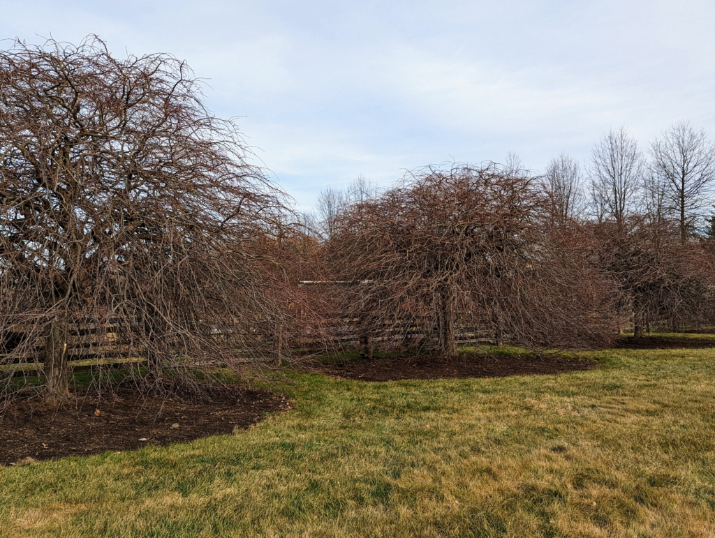 A Look at the Deciduous and Evergreen Trees at My Farm - The Martha ...