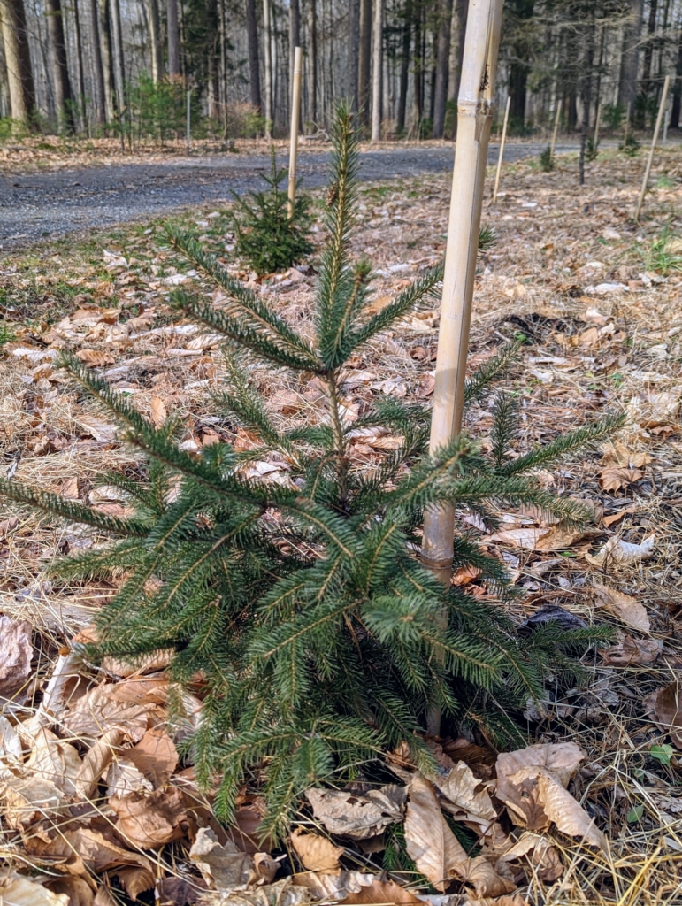 A Look at the Deciduous and Evergreen Trees at My Farm - The Martha ...