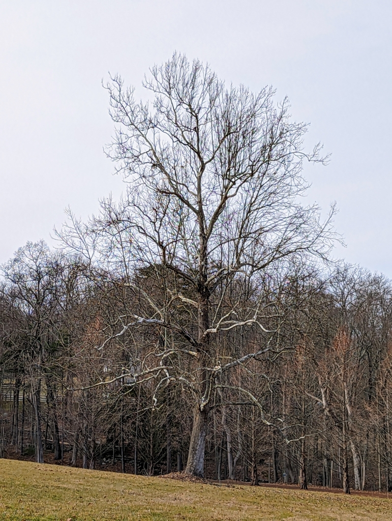 A Look at the Deciduous and Evergreen Trees at My Farm - The Martha ...