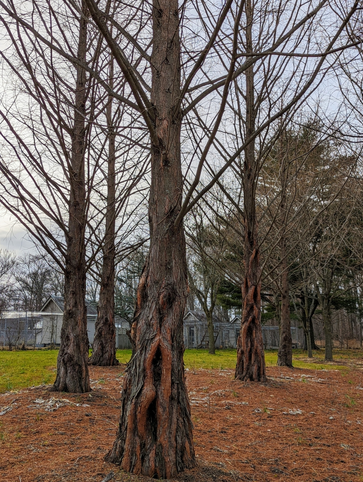 A Look at the Deciduous and Evergreen Trees at My Farm - The Martha ...