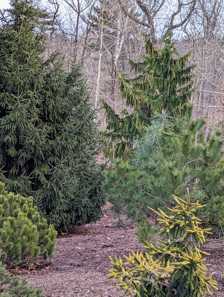 A Look at the Deciduous and Evergreen Trees at My Farm - The Martha ...