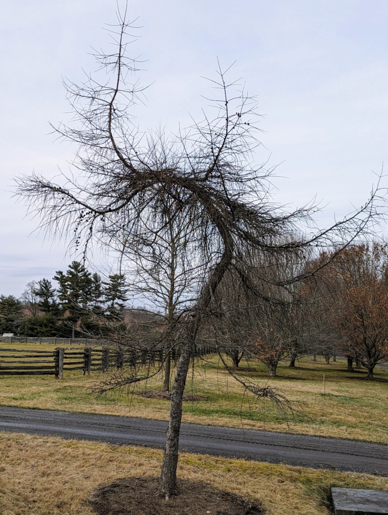 A Look at the Deciduous and Evergreen Trees at My Farm - The Martha ...
