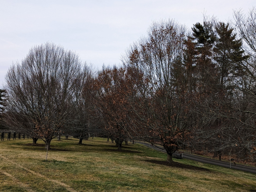 A Look at the Deciduous and Evergreen Trees at My Farm - The Martha ...