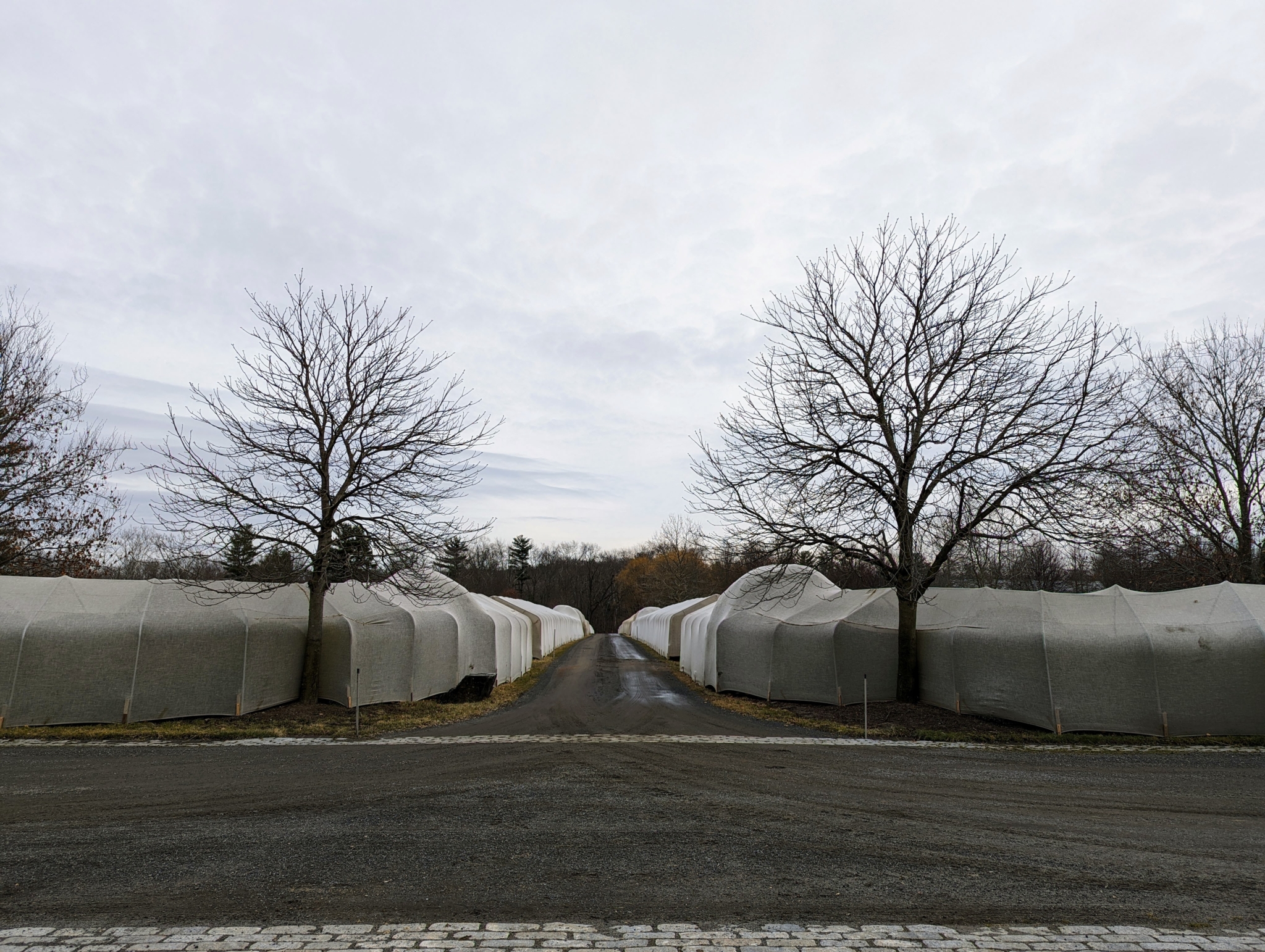 A Look at the Deciduous and Evergreen Trees at My Farm - The Martha ...