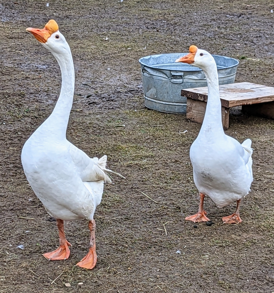 My Geese in the Rain - The Martha Stewart Blog