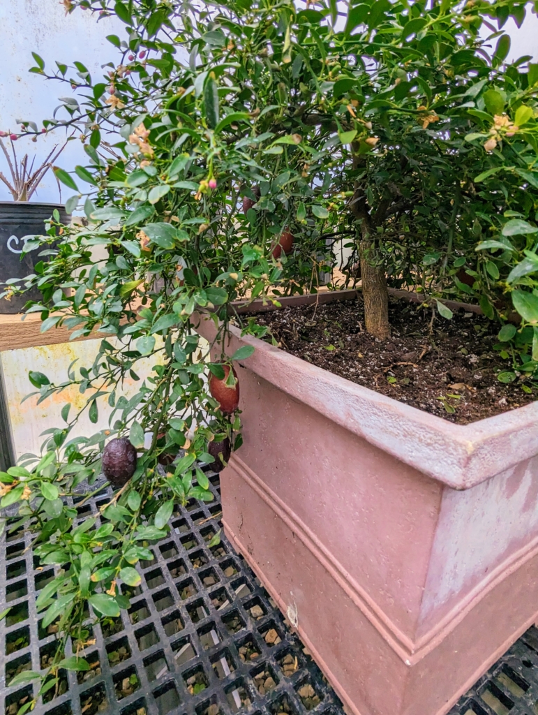 Inside My Citrus Greenhouse - The Martha Stewart Blog