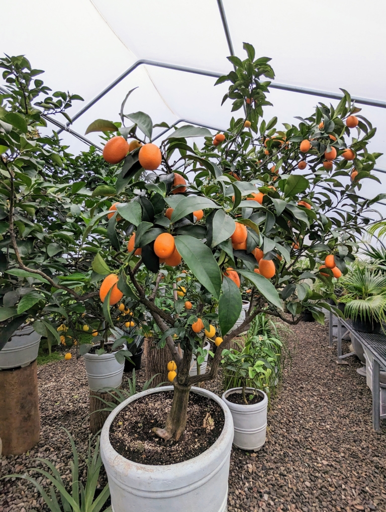 Inside My Citrus Greenhouse - The Martha Stewart Blog