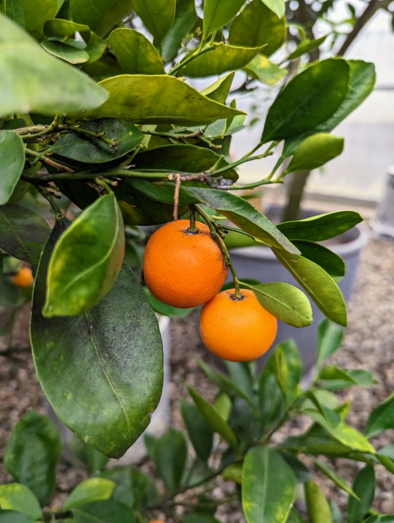 Inside My Citrus Greenhouse - The Martha Stewart Blog