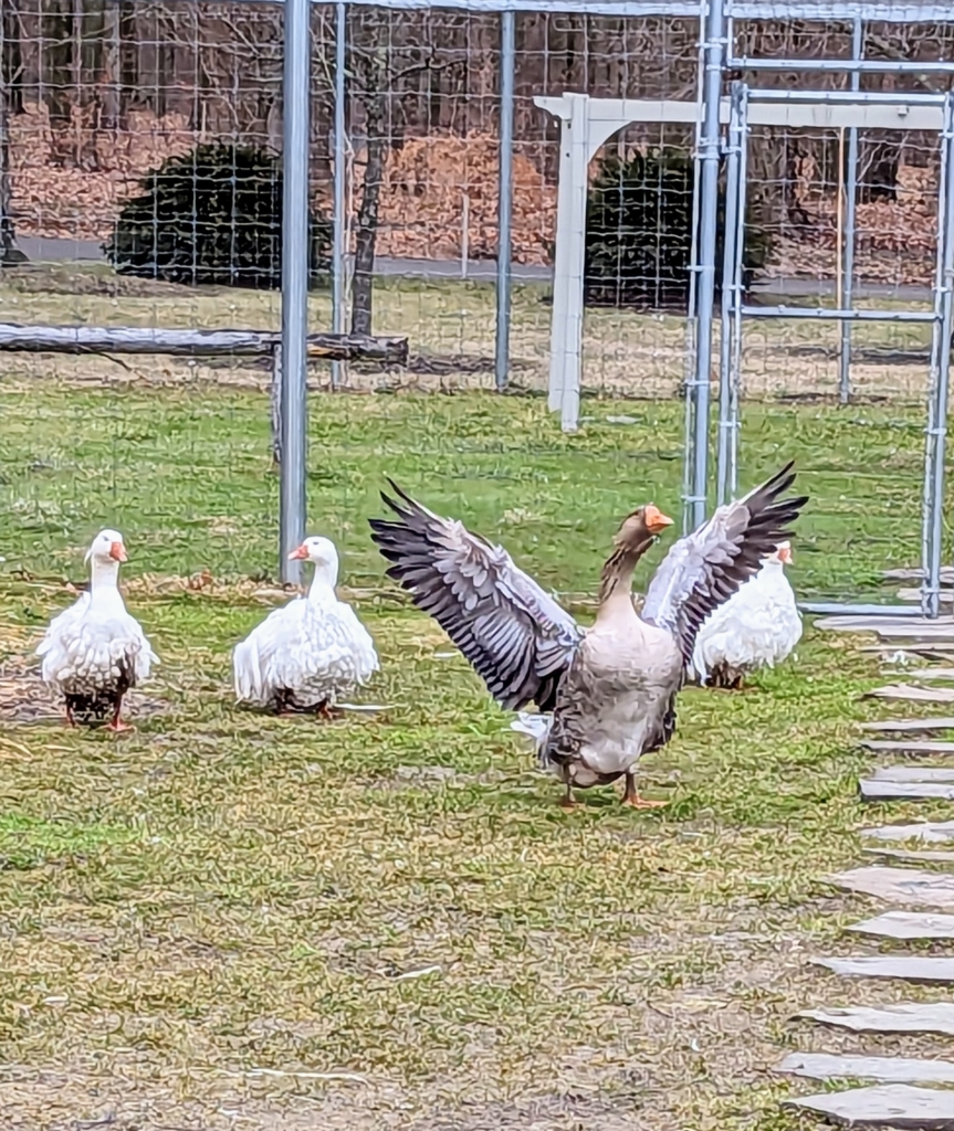 My Geese in the Rain - The Martha Stewart Blog