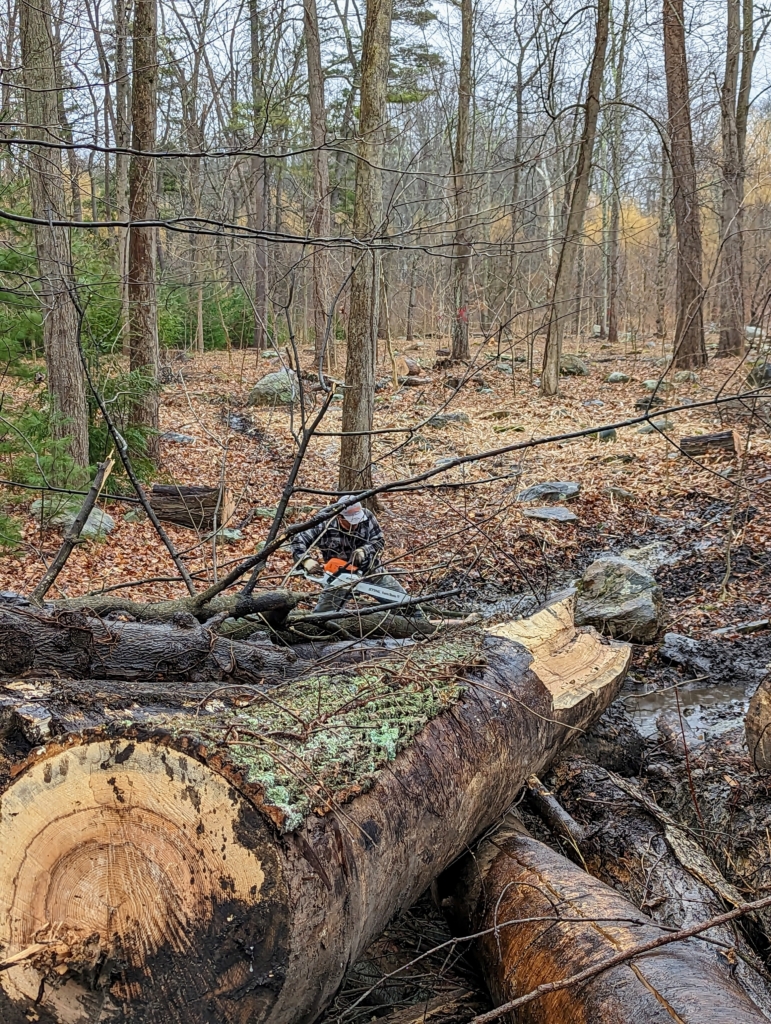 Woodland Maintenance in Winter - The Martha Stewart Blog