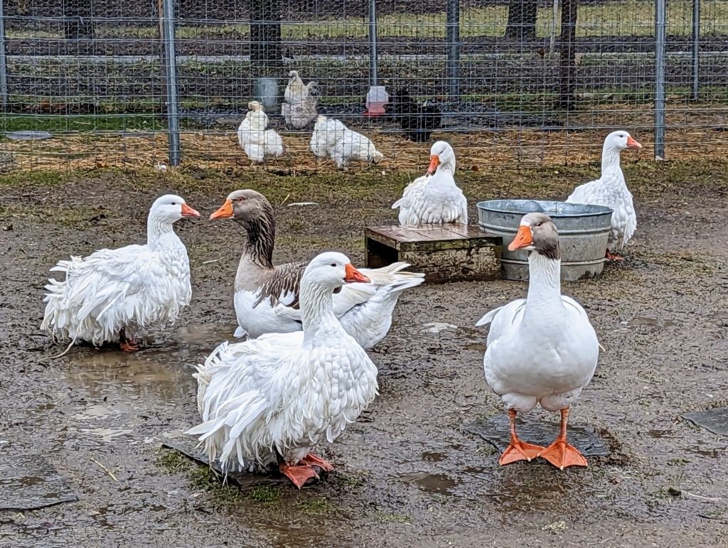 My Geese in the Rain - The Martha Stewart Blog