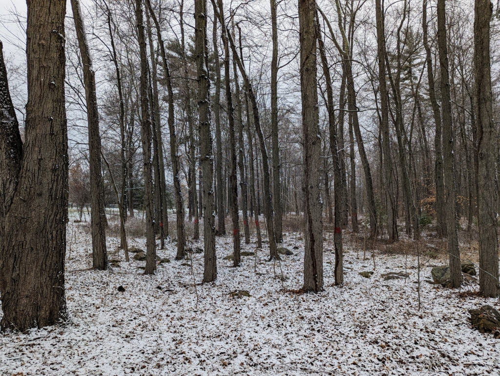 Light Snow Over My Farm - The Martha Stewart Blog