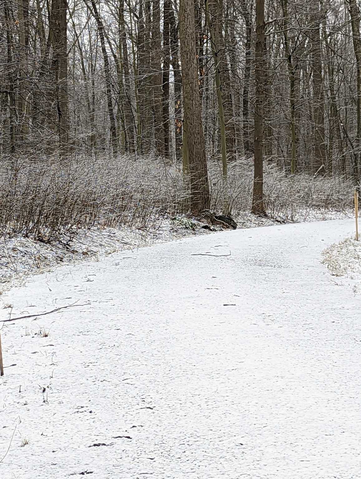 Light Snow Over My Farm - The Martha Stewart Blog