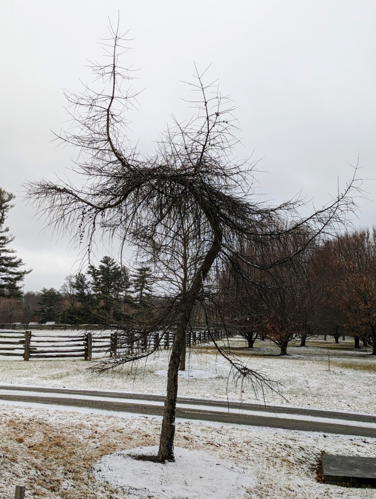 Light Snow Over My Farm - The Martha Stewart Blog
