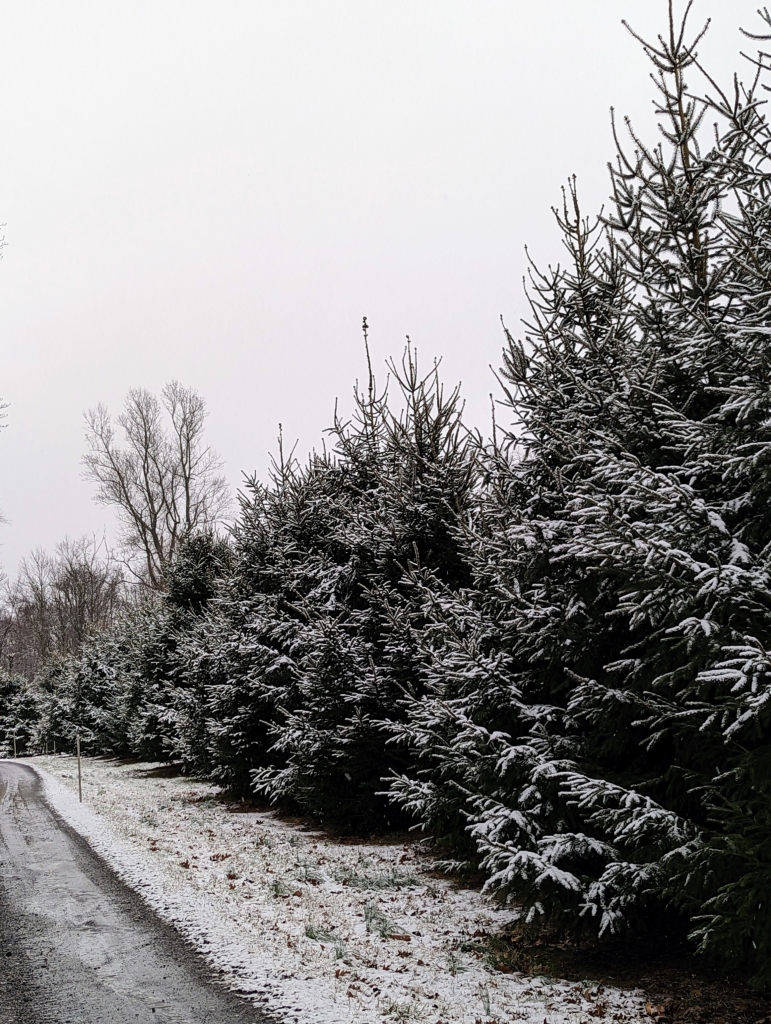 Light Snow Over My Farm - The Martha Stewart Blog
