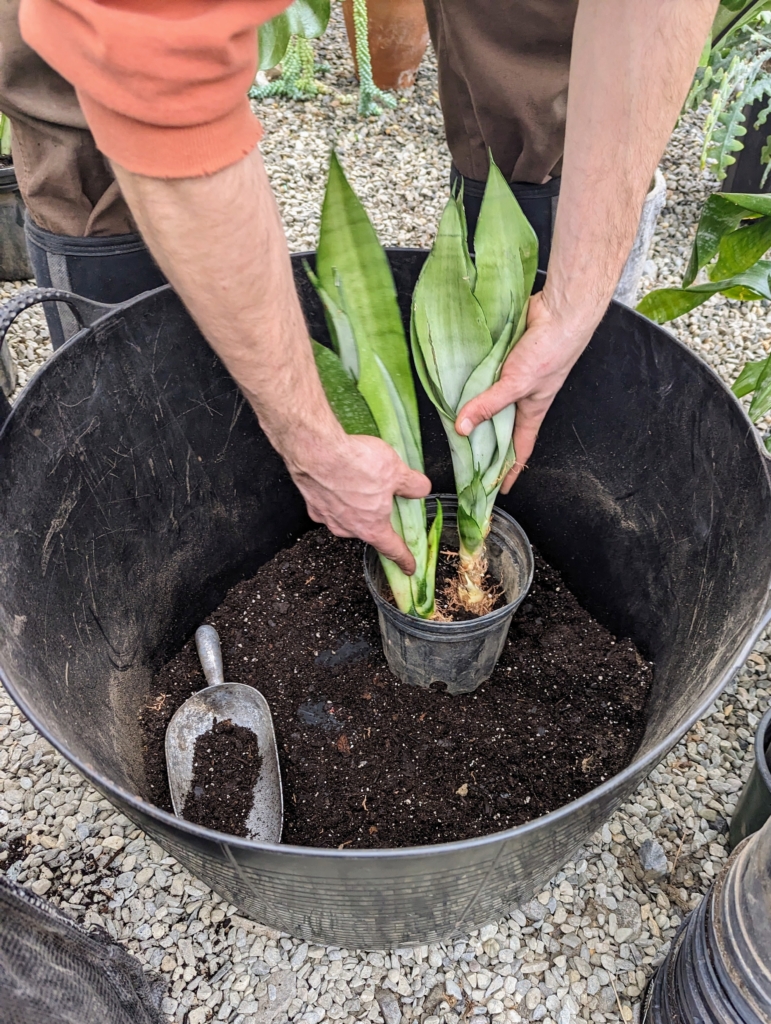 Houseplants on the TODAY Show and Repotting Sansevieria - The Martha ...