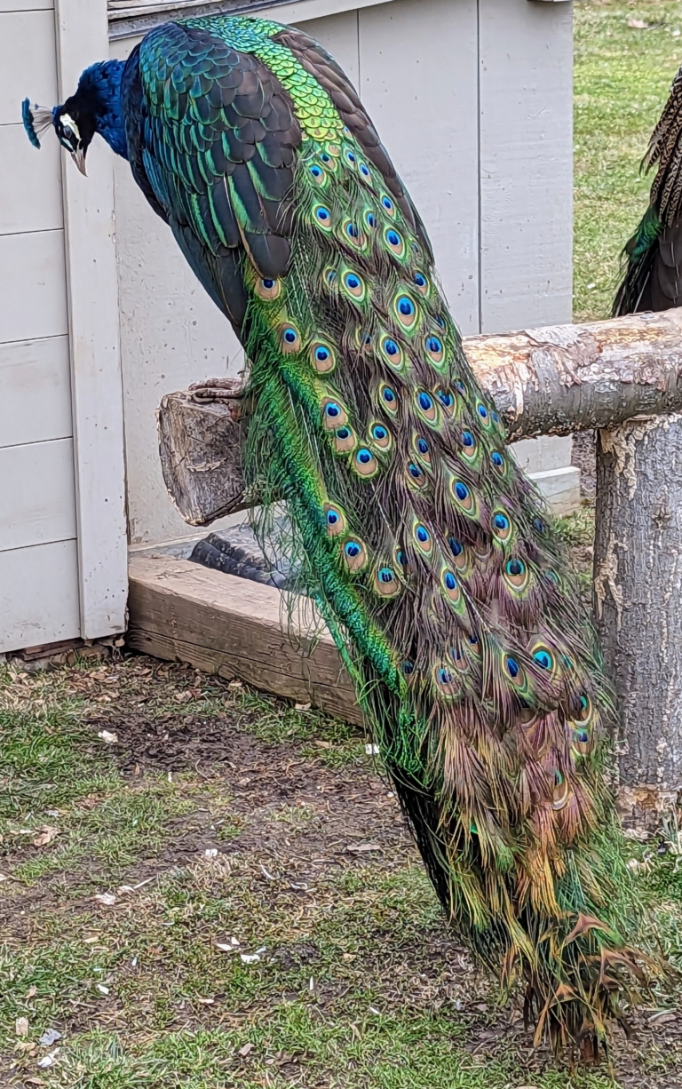 Checking In on My Peafowl - The Martha Stewart Blog