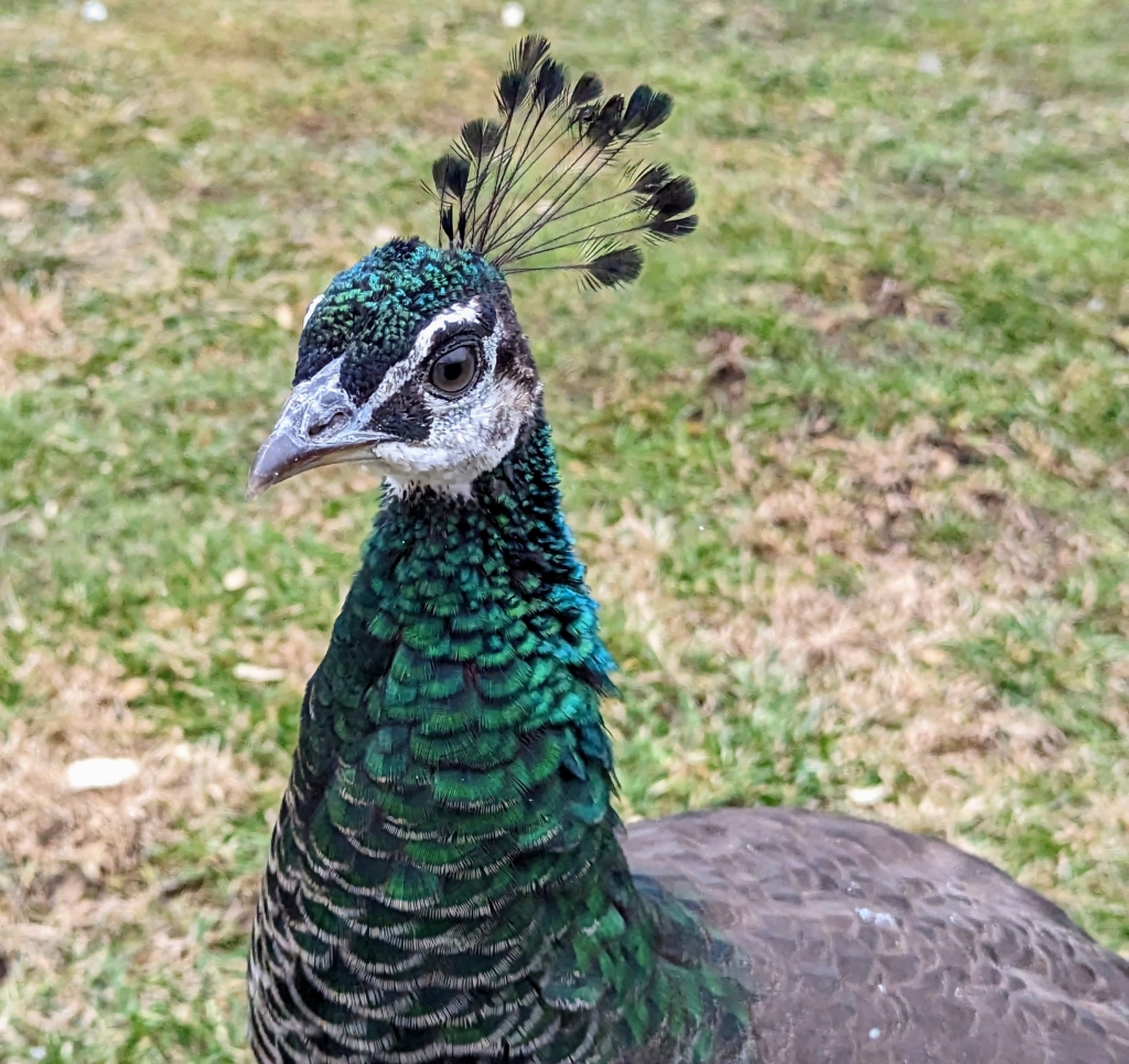 Checking In on My Peafowl - The Martha Stewart Blog