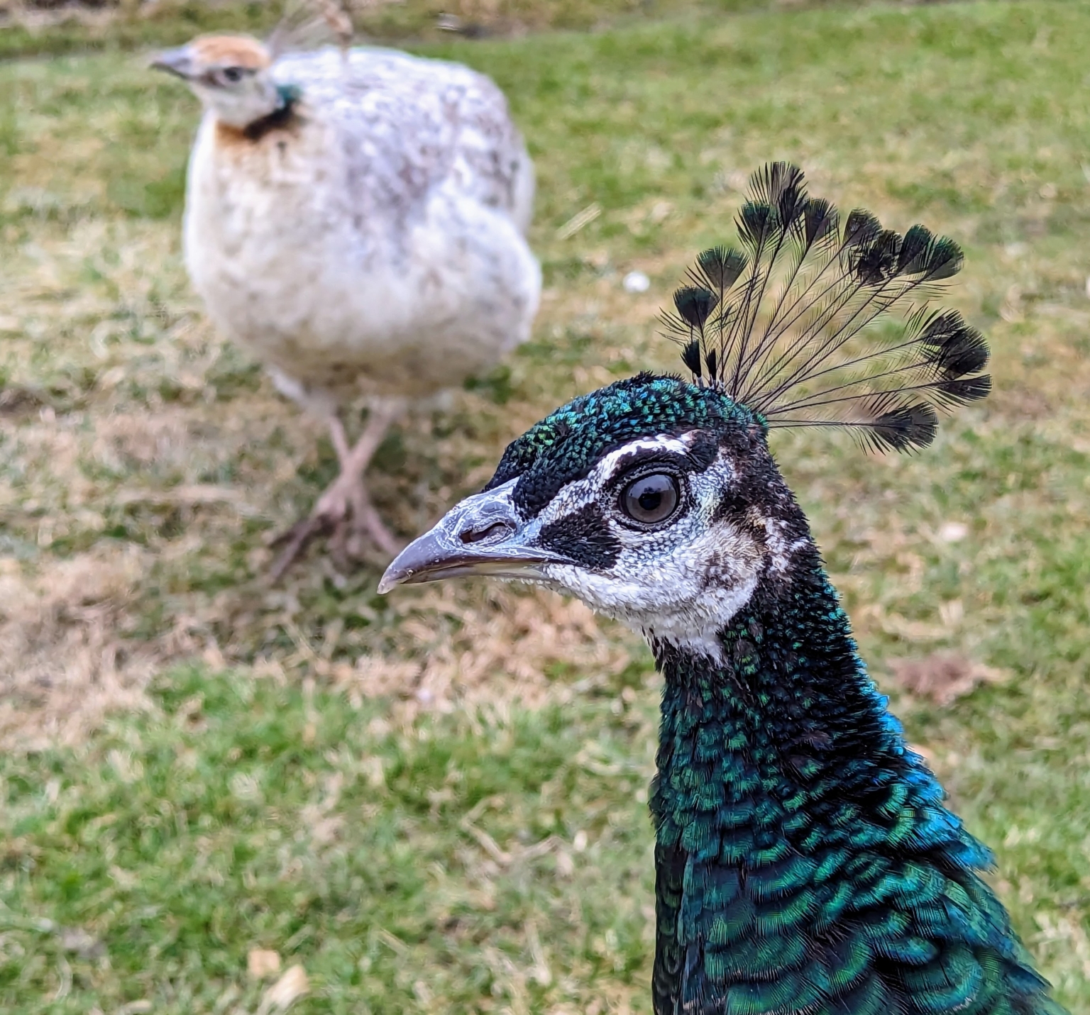 Checking In on My Peafowl - The Martha Stewart Blog