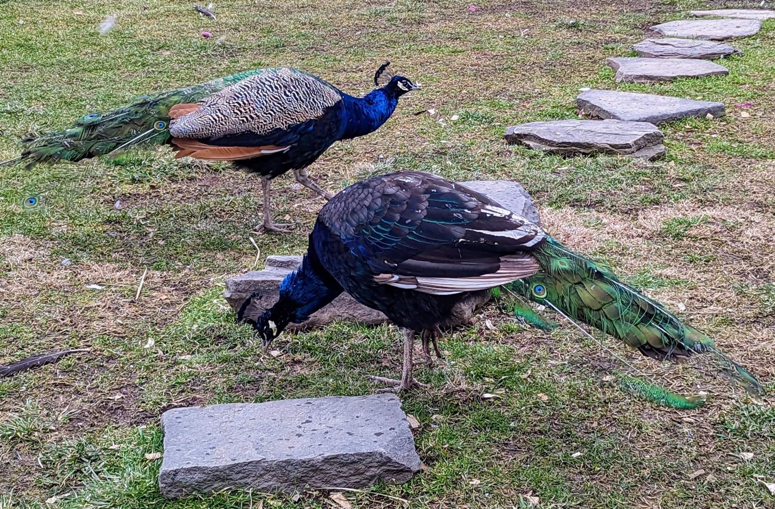 Checking In on My Peafowl - The Martha Stewart Blog