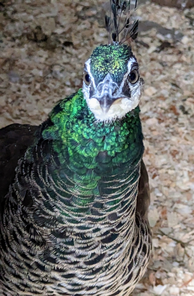 Checking In on My Peafowl - The Martha Stewart Blog