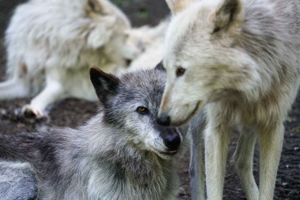 Saving Gray Wolves on "The Martha Stewart Podcast" - The Martha Stewart ...