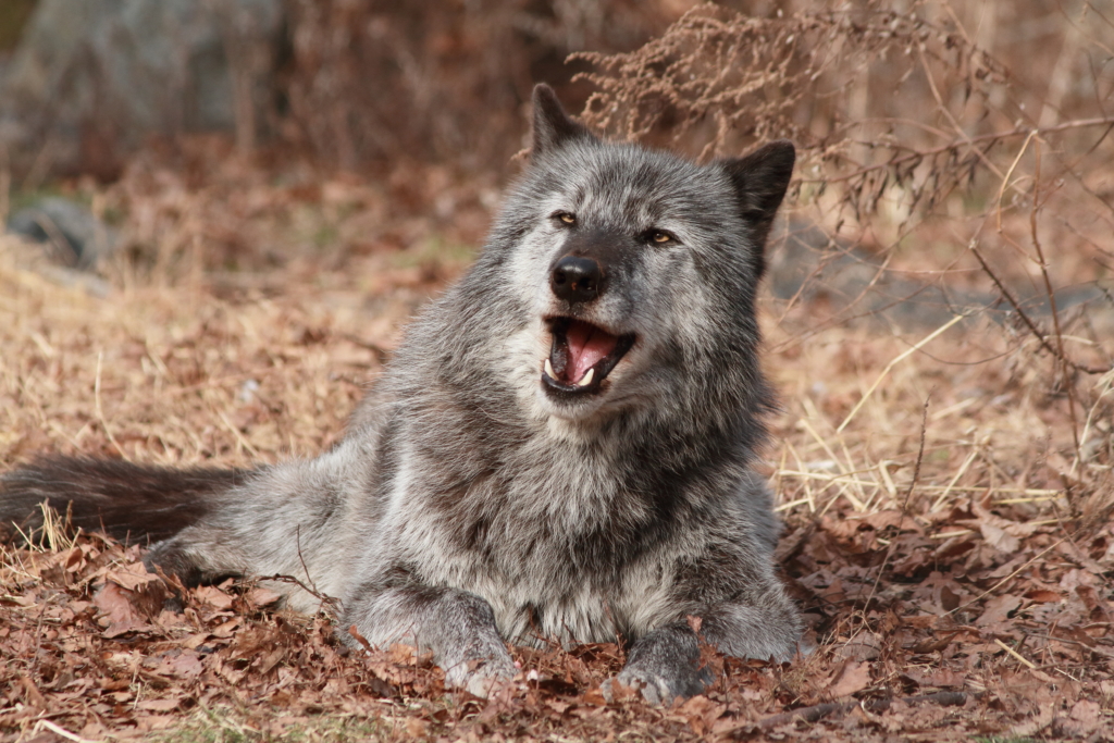 Saving Gray Wolves on "The Martha Stewart Podcast" - The Martha Stewart ...