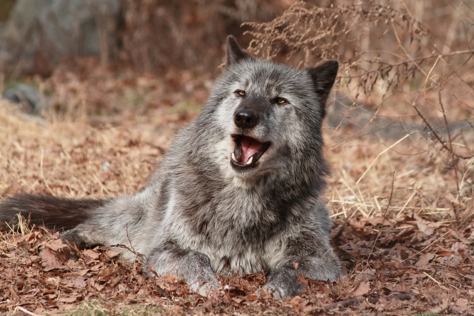 Saving Gray Wolves on "The Martha Stewart Podcast" - The Martha Stewart ...