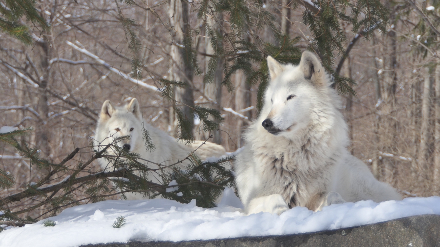 Saving Gray Wolves on "The Martha Stewart Podcast" - The Martha Stewart ...