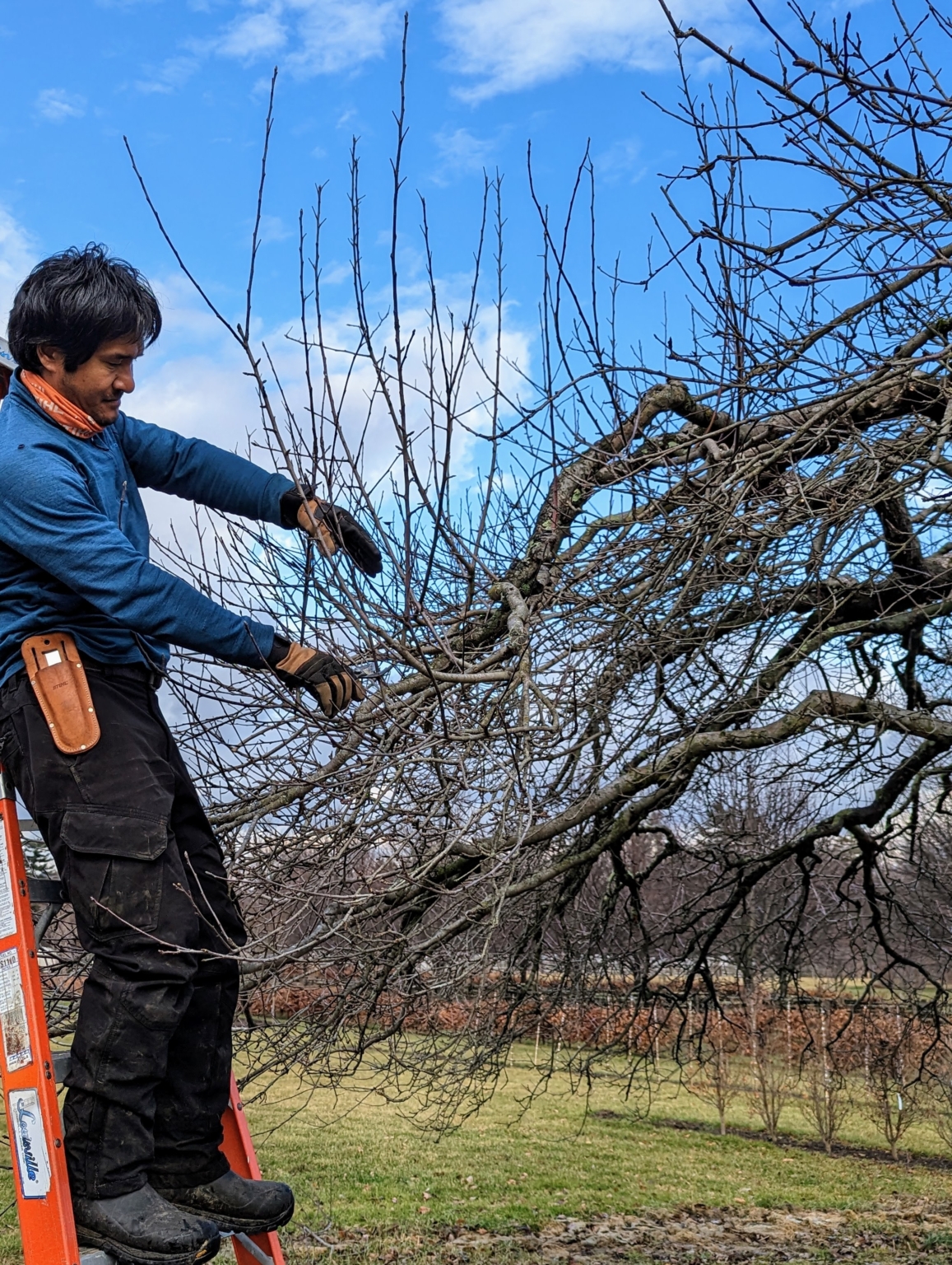 Pruning Time for My Apple Trees - The Martha Stewart Blog