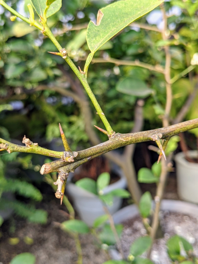Inside My Citrus Greenhouse - The Martha Stewart Blog