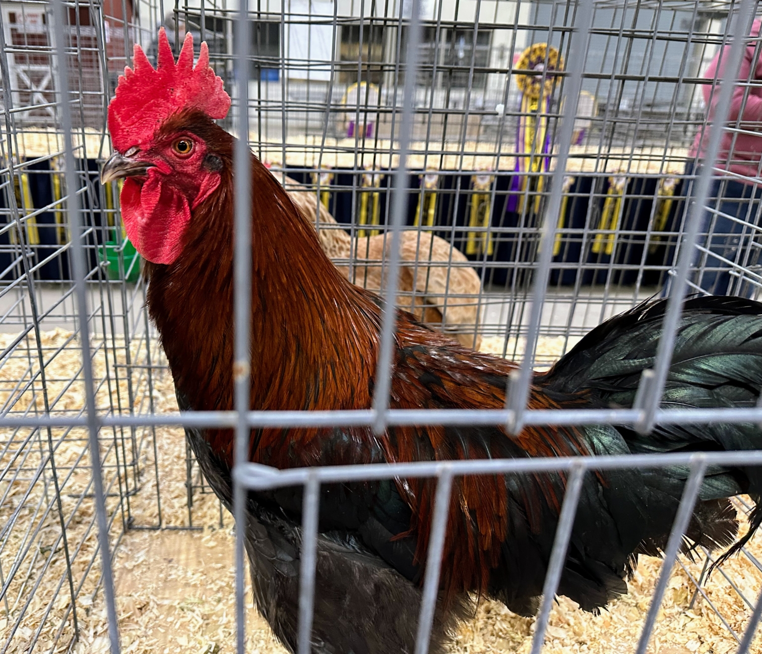 The 2023 Northeastern Poultry Congress in Springfield, Massachusetts ...